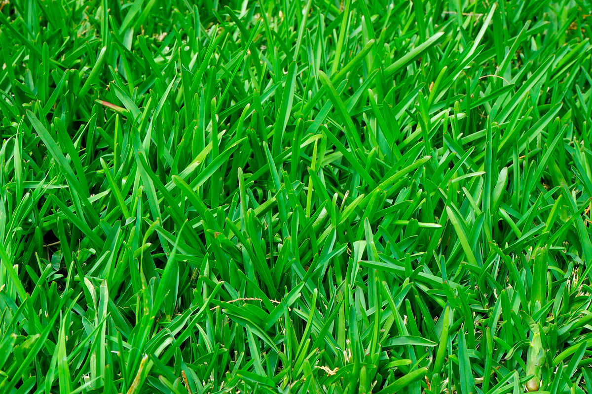 Спасаем газон после зимы – сделайте эти простые процедуры | tochka.by