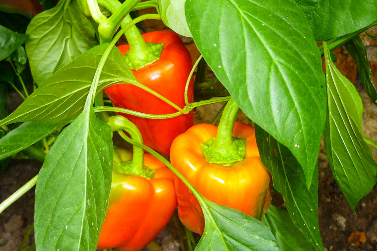 Бизнесу дадут Br1 млрд на плодохранилища – кому еще полагаются деньги | tochka.by