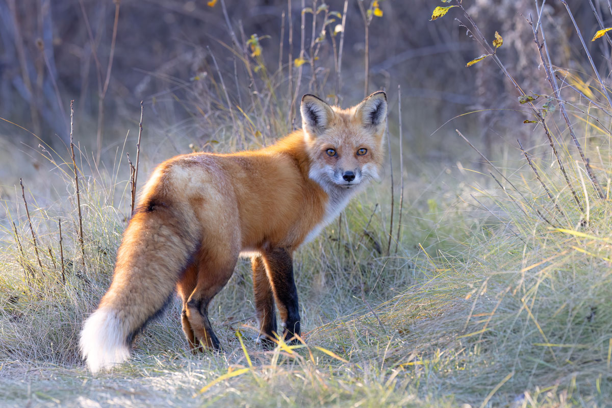 В лесу под Минском будут стрелять – это не учения и не съемки кино | tochka.by