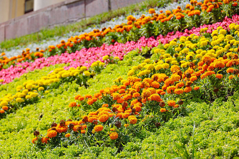 Большая нагрузка на бюджет: какими цветами украсят Минск в 2026 году ...